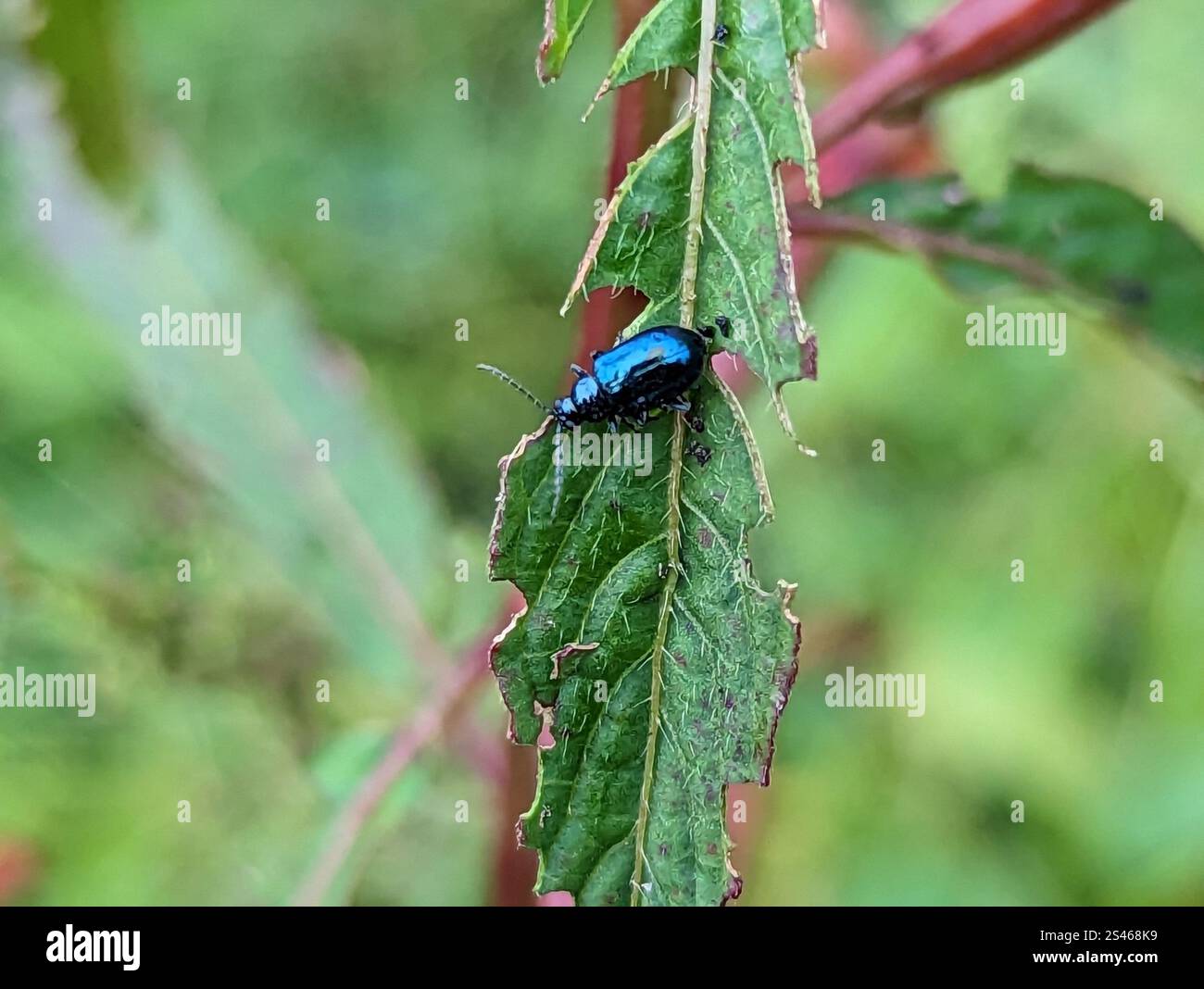 Flea Beetles (Alticini Stock Photo - Alamy