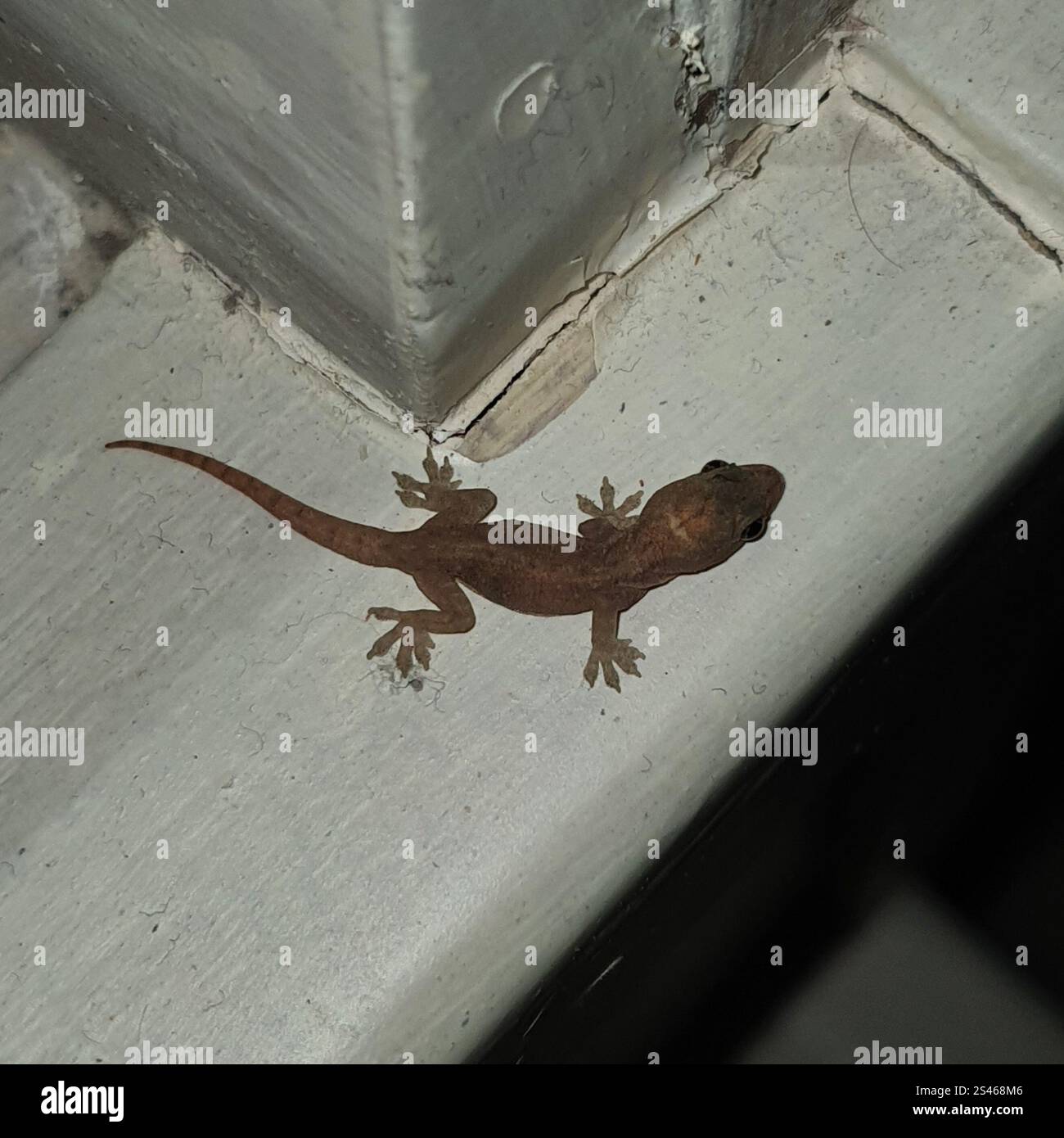 Typical Geckos (Gekkonidae Stock Photo - Alamy