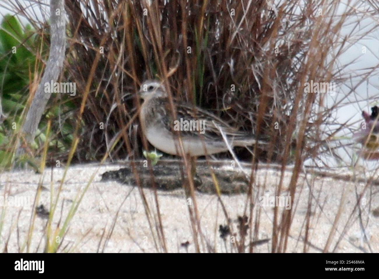 Sharp-tailed Sandpiper (Calidris acuminata Stock Photo - Alamy