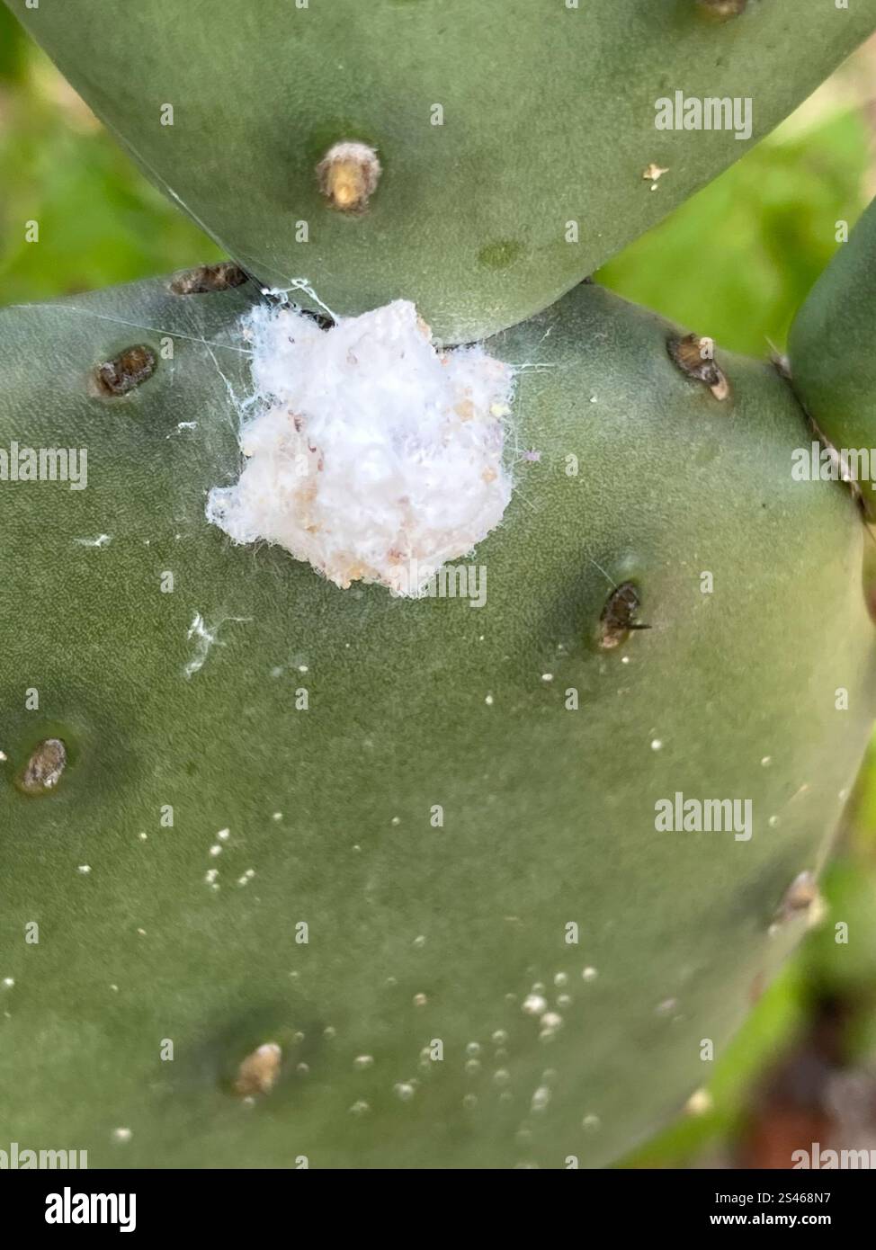 American cochineal bug (Dactylopius confusus Stock Photo - Alamy
