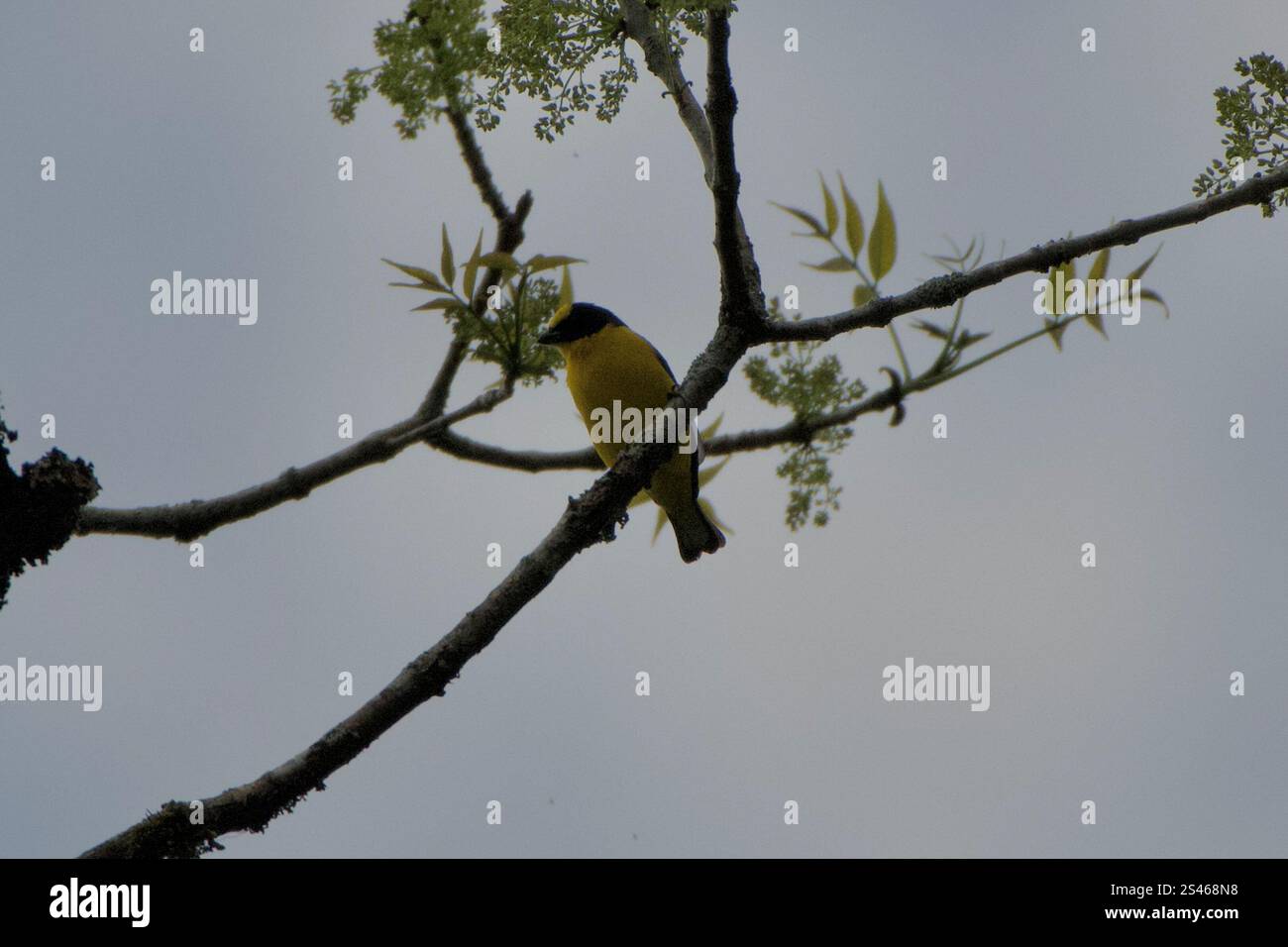 Thick-billed Euphonia (Euphonia laniirostris Stock Photo - Alamy Thick-billed Euphonia (Euphonia laniirostris Stock Photo - Alamy