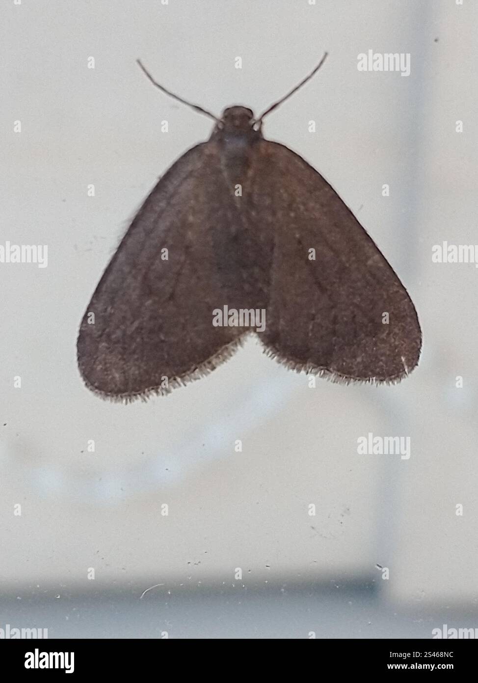 Winter Moth (Operophtera brumata Stock Photo - Alamy