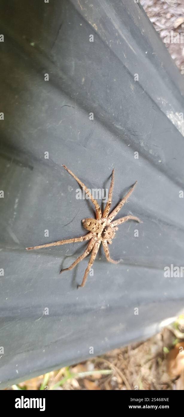 Giant Huntsman Spiders (Heteropoda Stock Photo - Alamy