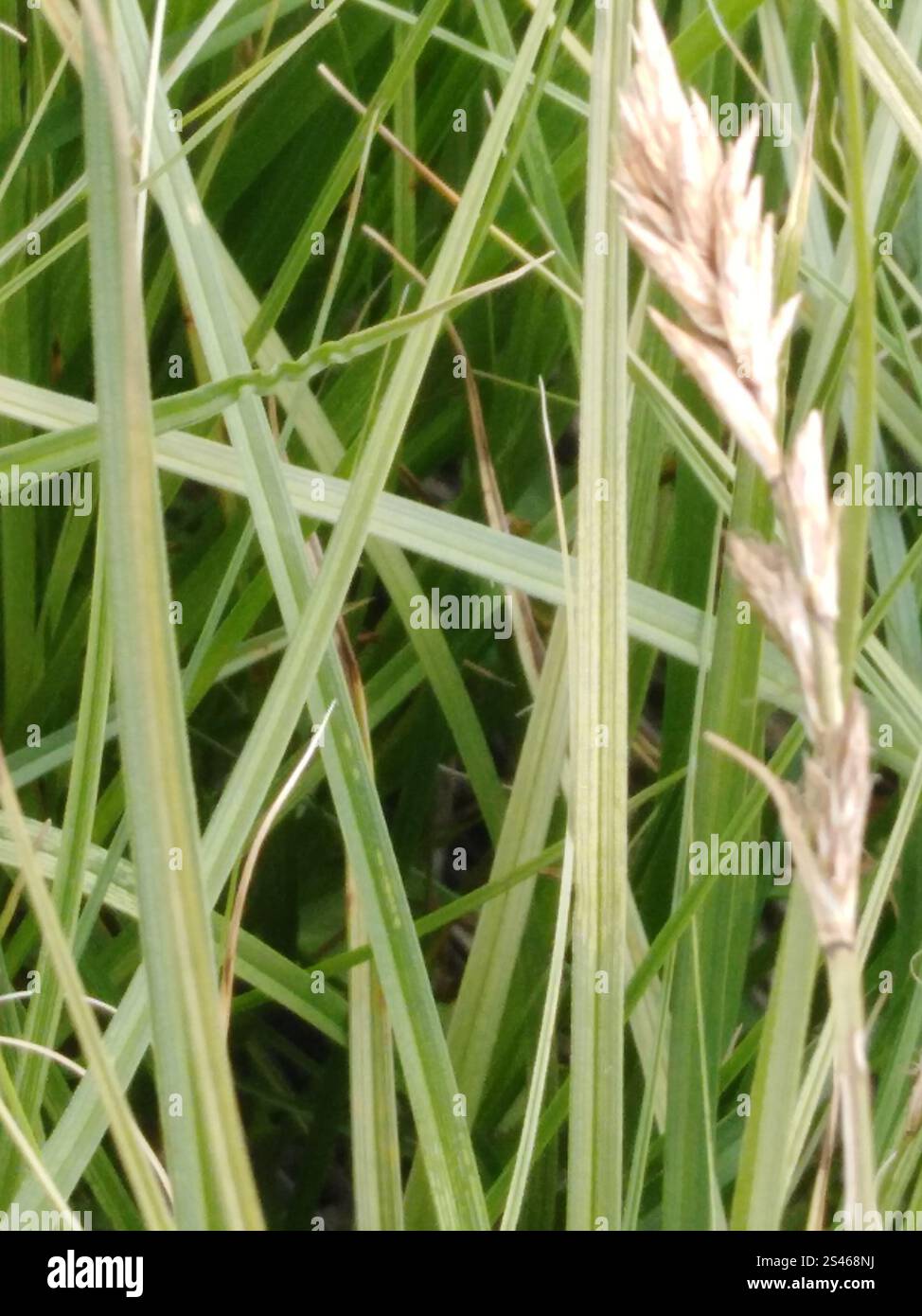 brown sedge (Carex disticha Stock Photo - Alamy