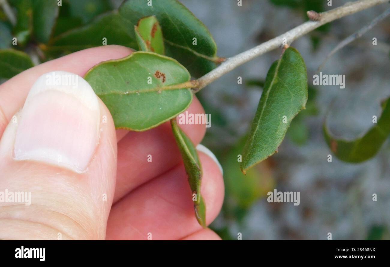 Myrtle Oak (Quercus myrtifolia Stock Photo - Alamy