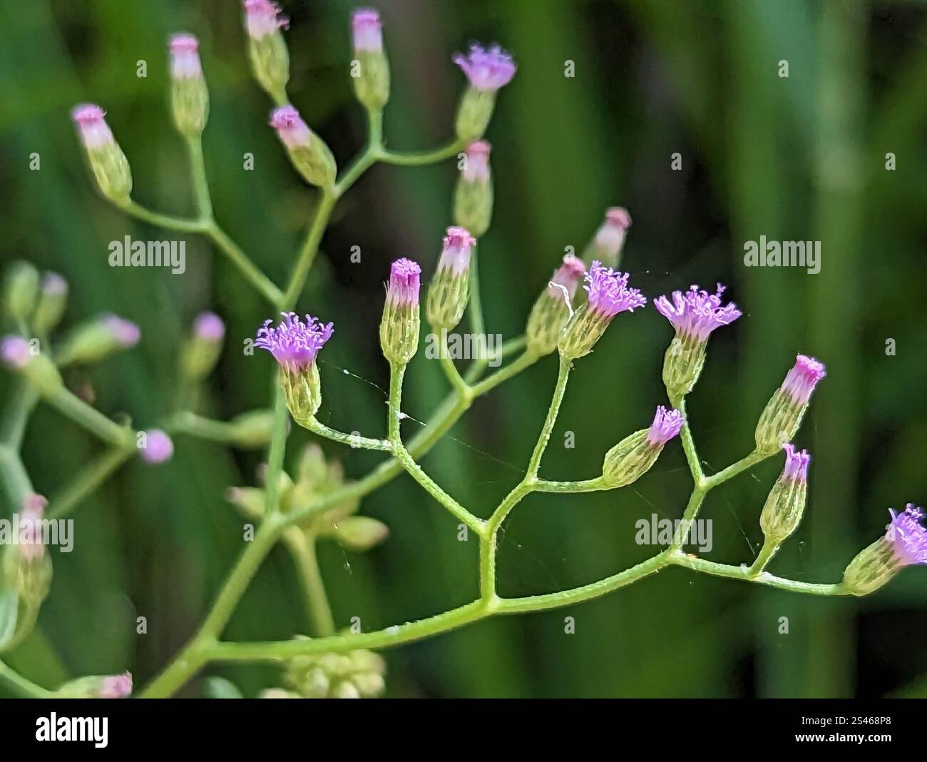 little ironweed (Cyanthillium cinereum Stock Photo - Alamy