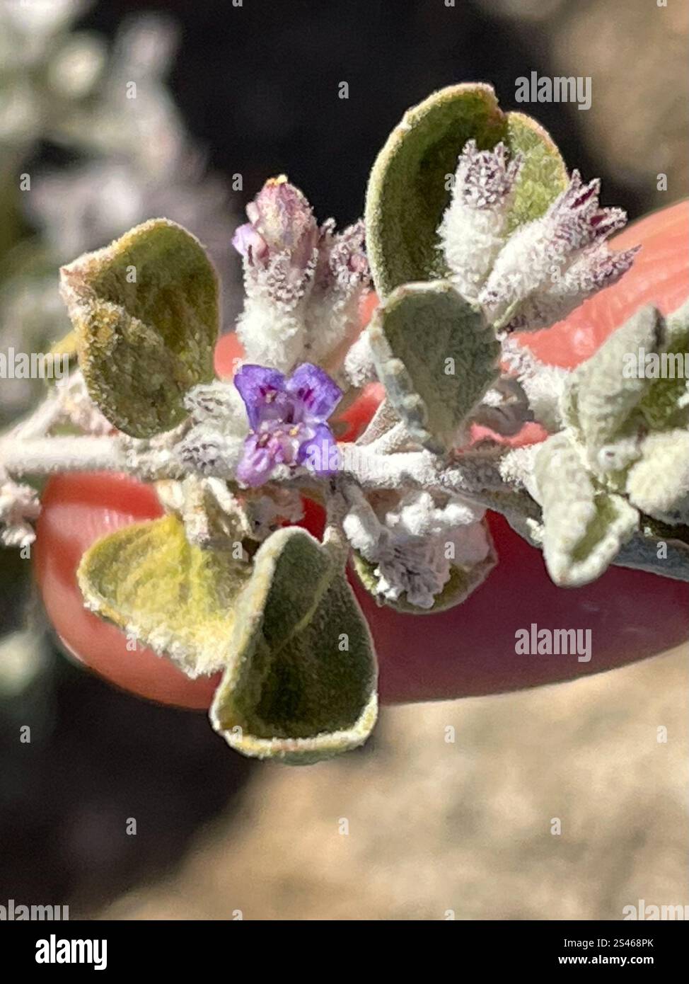 desert lavender (Condea emoryi Stock Photo - Alamy