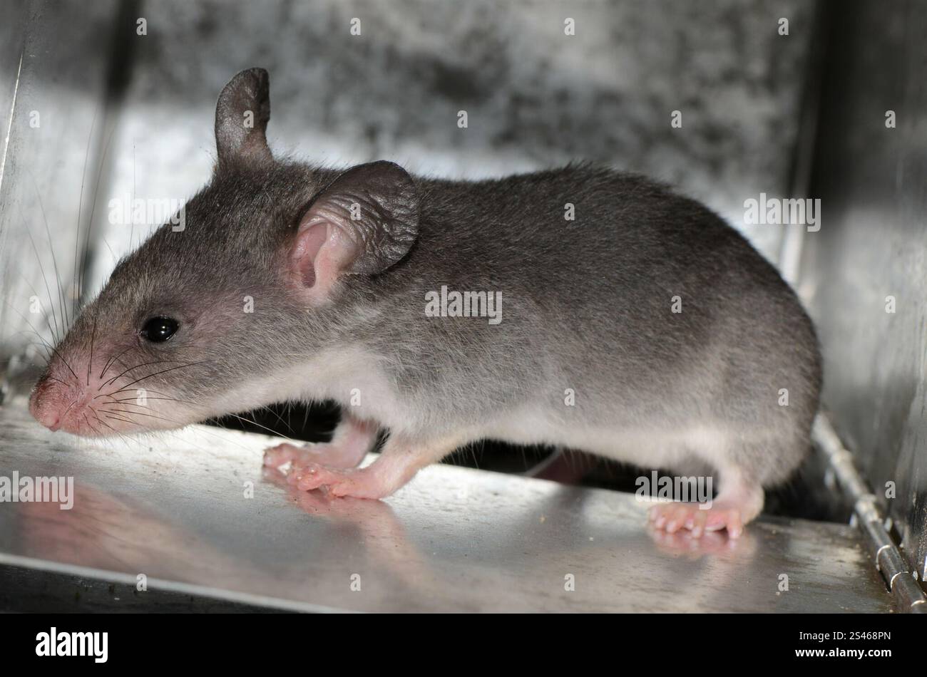 Long-tailed Pouched Rat (Beamys hindei Stock Photo - Alamy