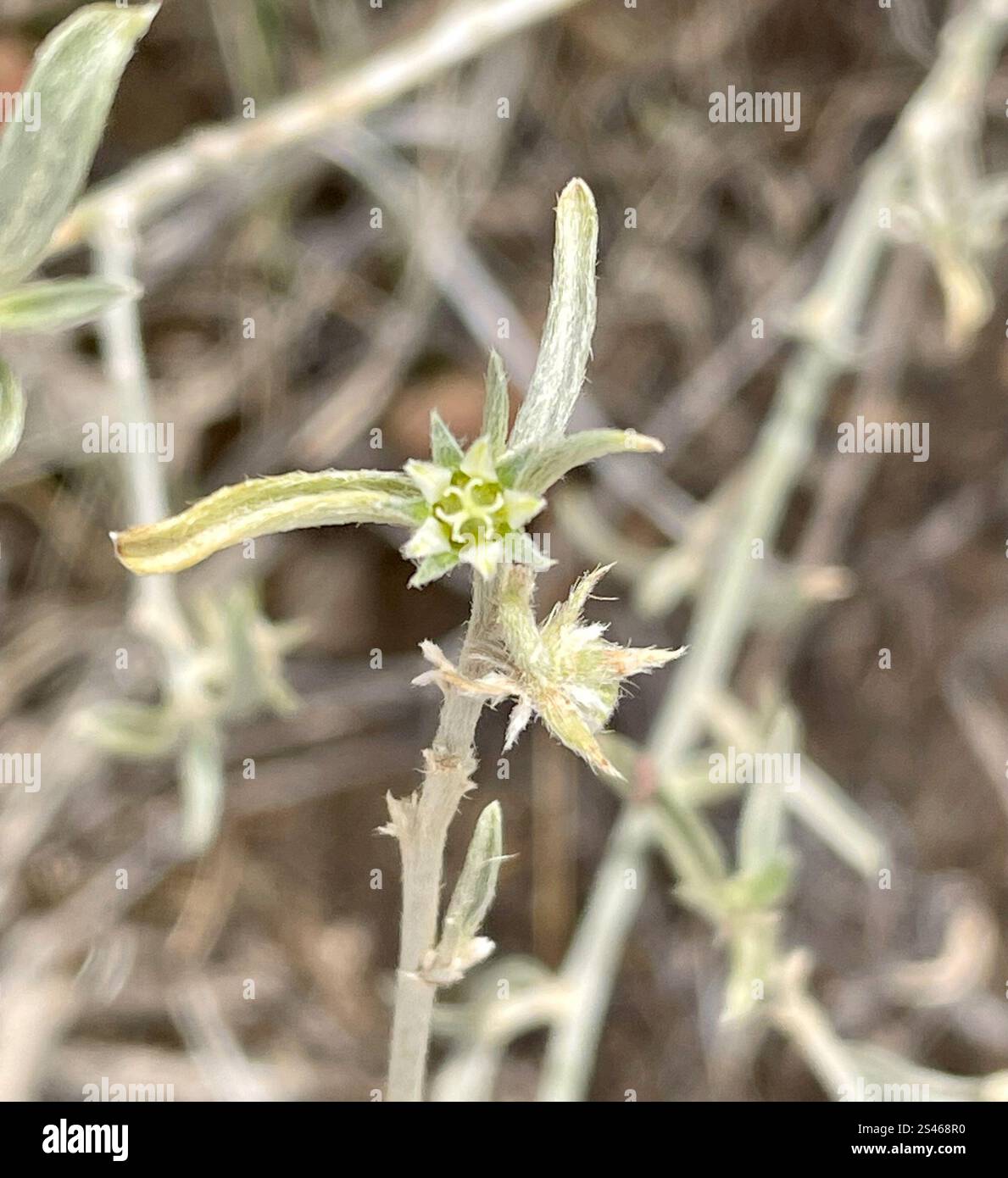 Lance-leaved Ditaxis (Argythamnia lanceolata Stock Photo - Alamy