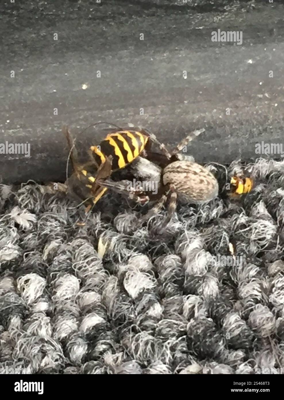 Alaska Yellowjacket (Vespula alascensis Stock Photo - Alamy