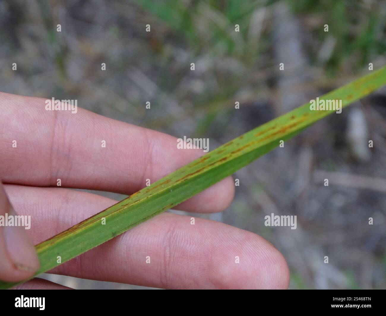 Swamp Sawgrass (Cladium mariscus Stock Photo - Alamy