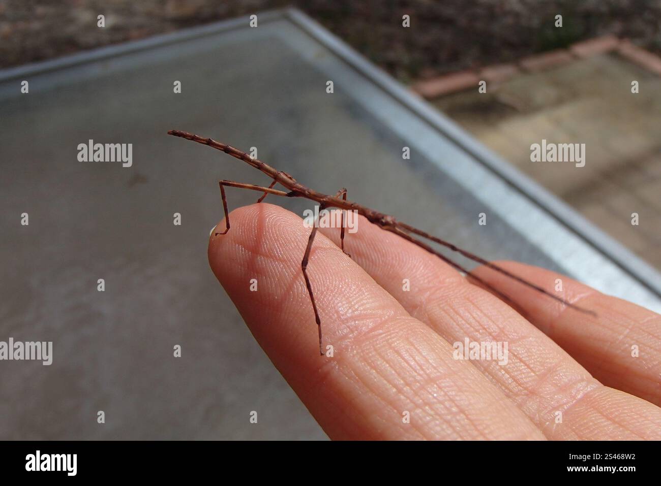 Titan Stick Insect (Acrophylla titan Stock Photo - Alamy