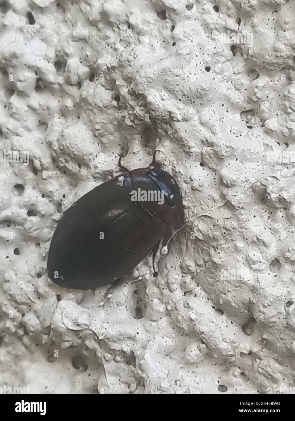 Cosmopolitan Diving Beetle (Rhantus suturalis Stock Photo - Alamy