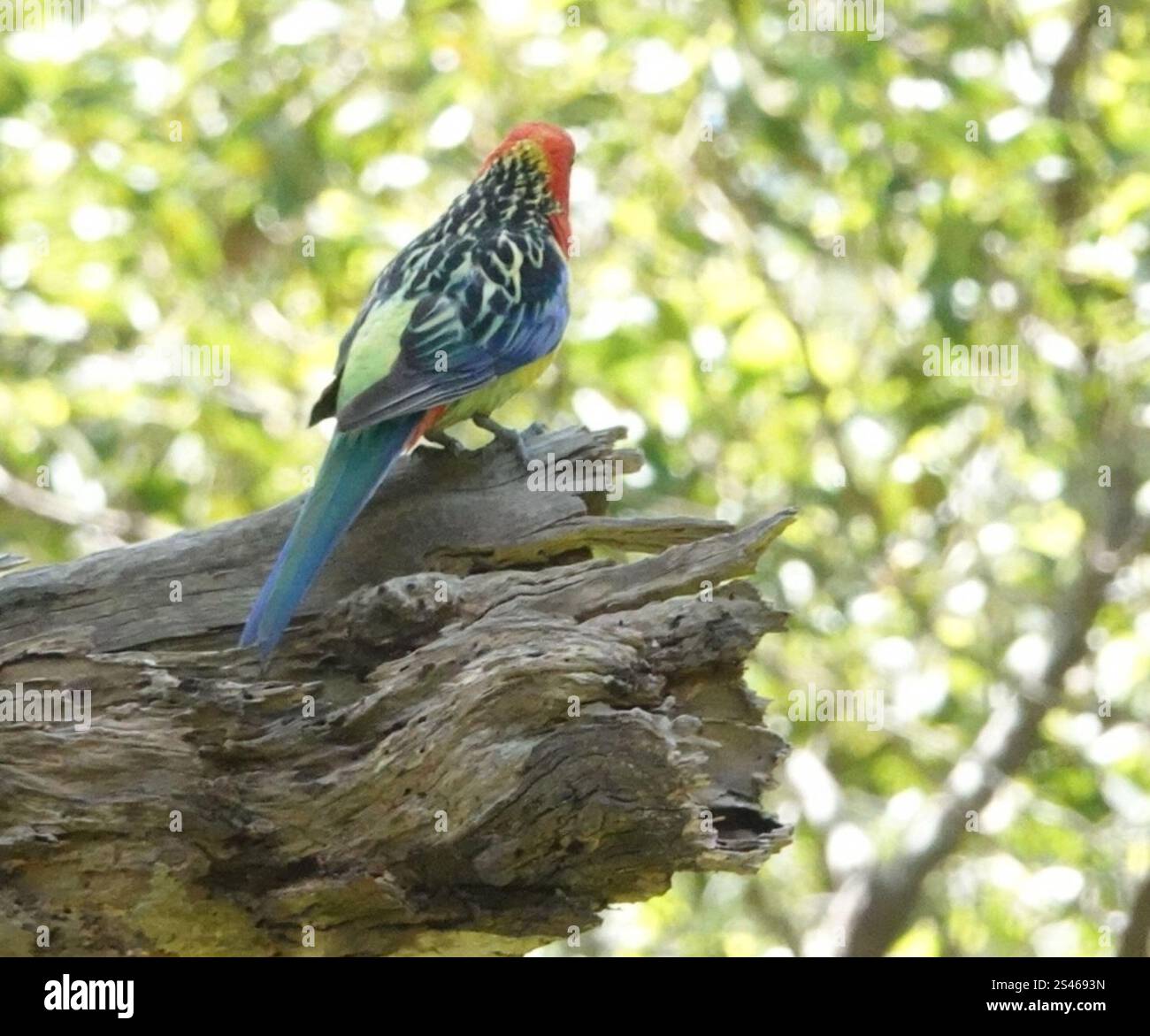 Southeast Eastern Rosella (Platycercus eximius eximius Stock Photo - Alamy