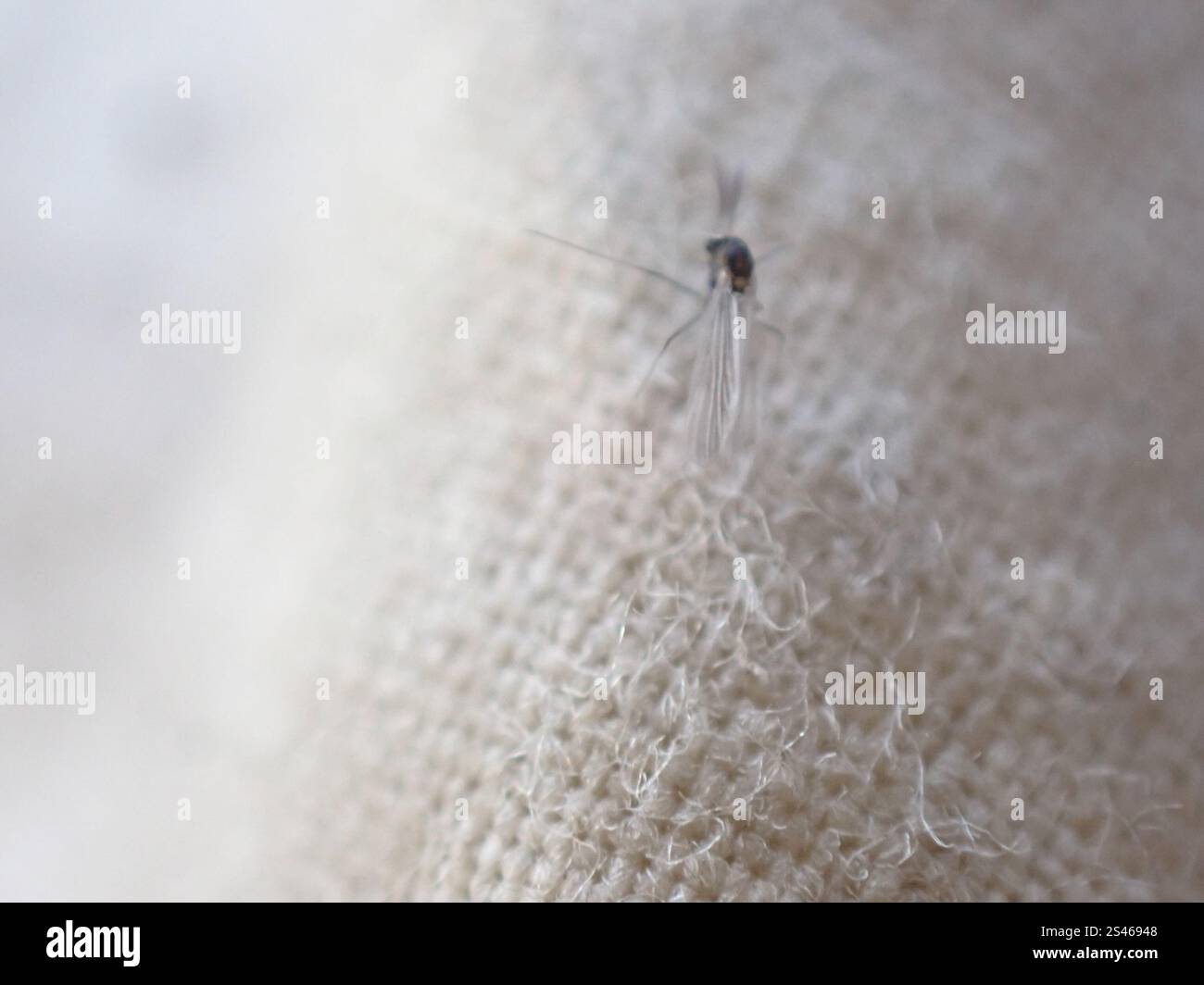 Non-biting Midges (Chironomidae Stock Photo - Alamy