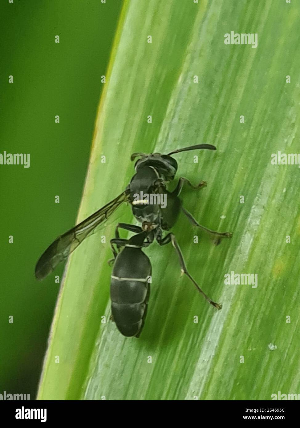 Ants, Bees, and Stinging Wasps (Aculeata Stock Photo - Alamy