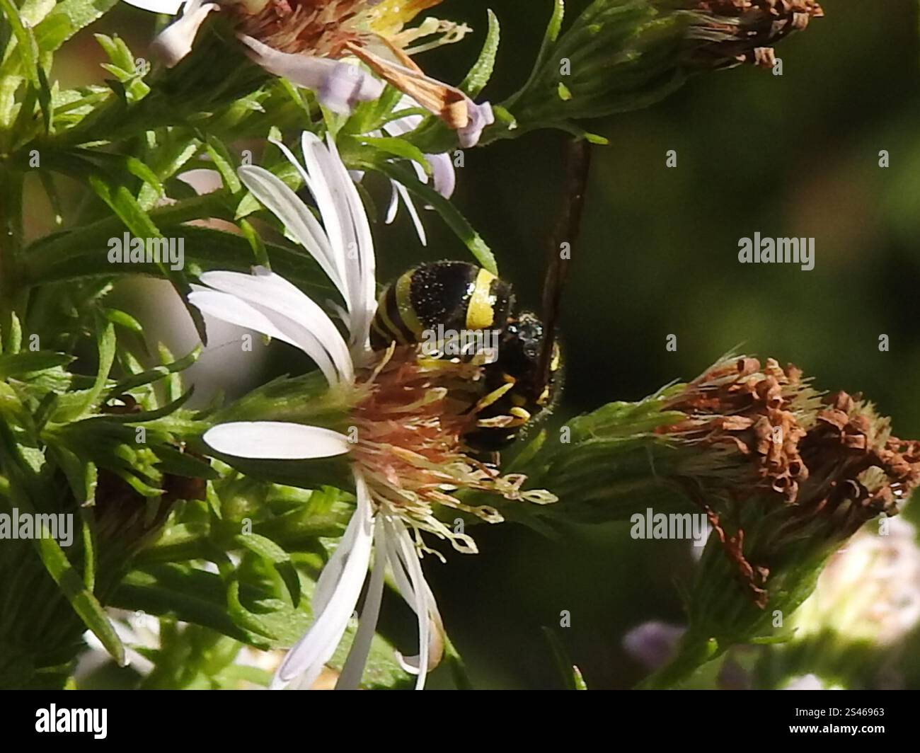 European tube wasp (Ancistrocerus gazella Stock Photo - Alamy