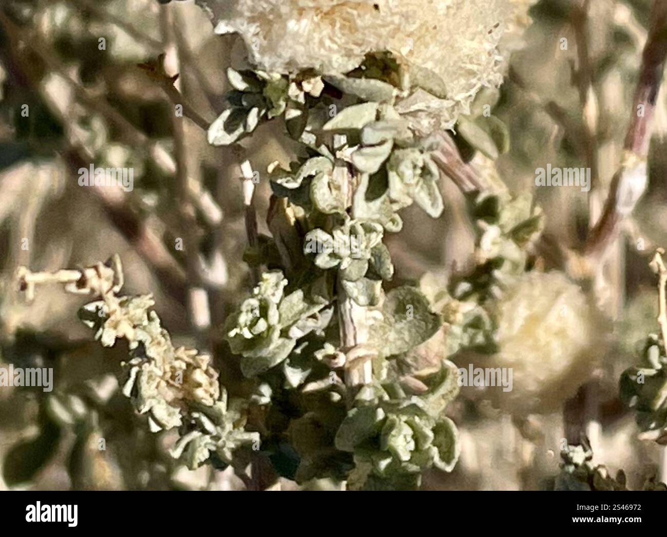 Cattle Saltbush (Atriplex polycarpa Stock Photo - Alamy