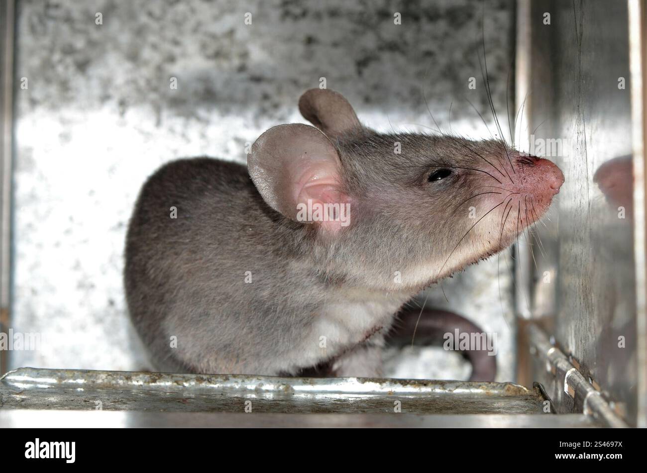 Long-tailed Pouched Rat (Beamys hindei Stock Photo - Alamy