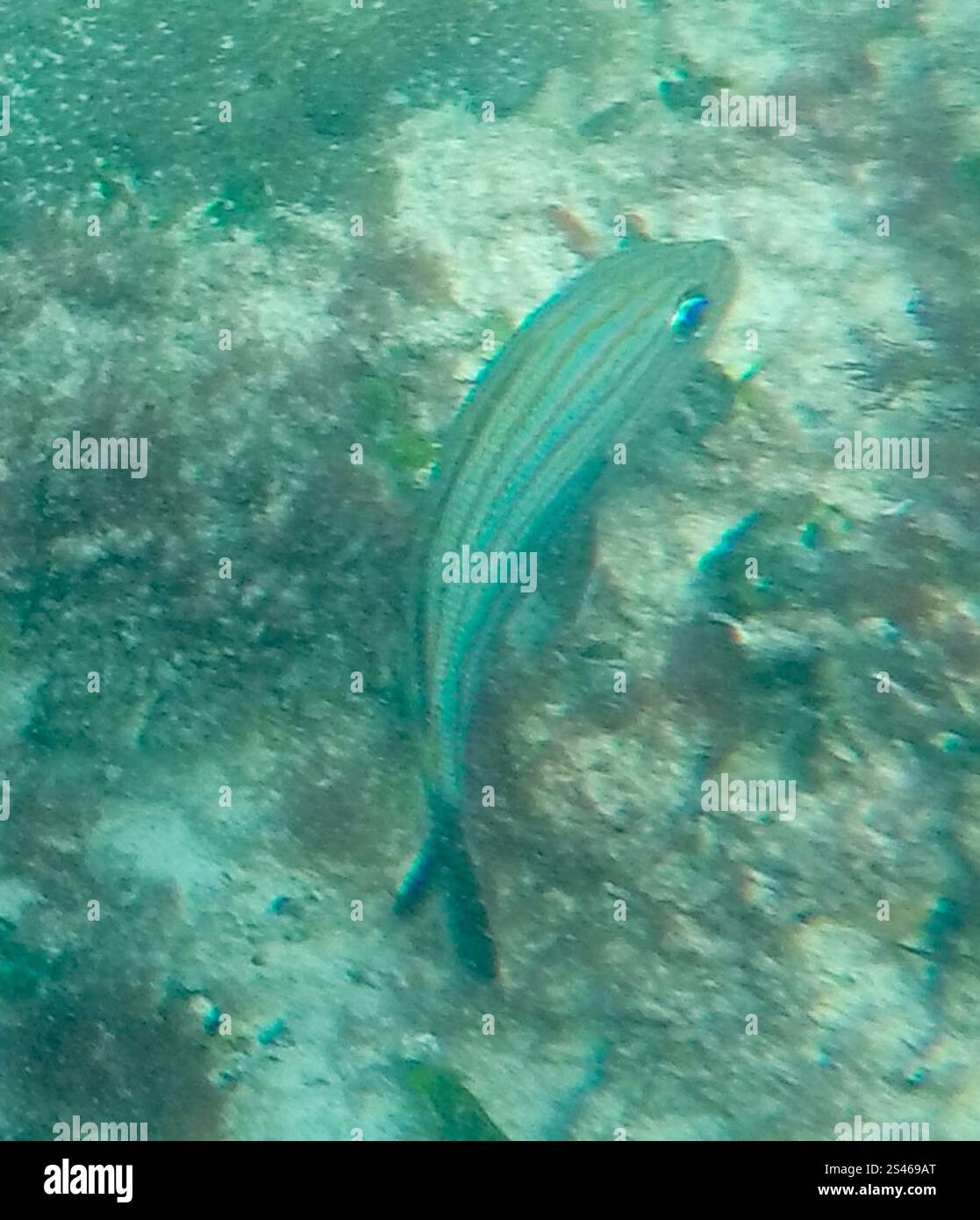 Carbonarium hi-res stock photography and images - Alamy