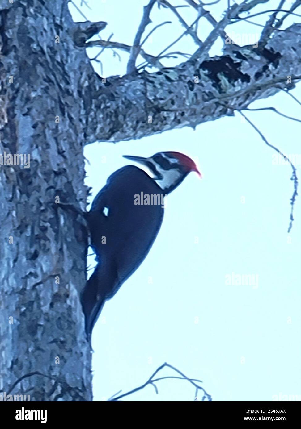Pileated Woodpecker (Dryocopus pileatus Stock Photo - Alamy