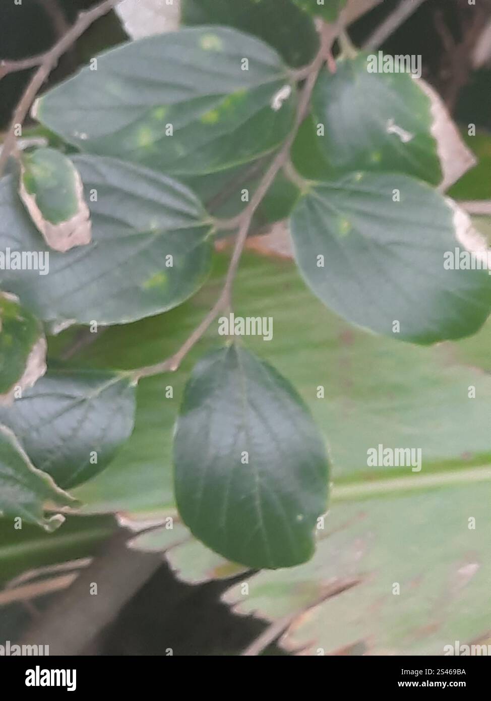 Chinese Hackberry (Celtis sinensis Stock Photo - Alamy