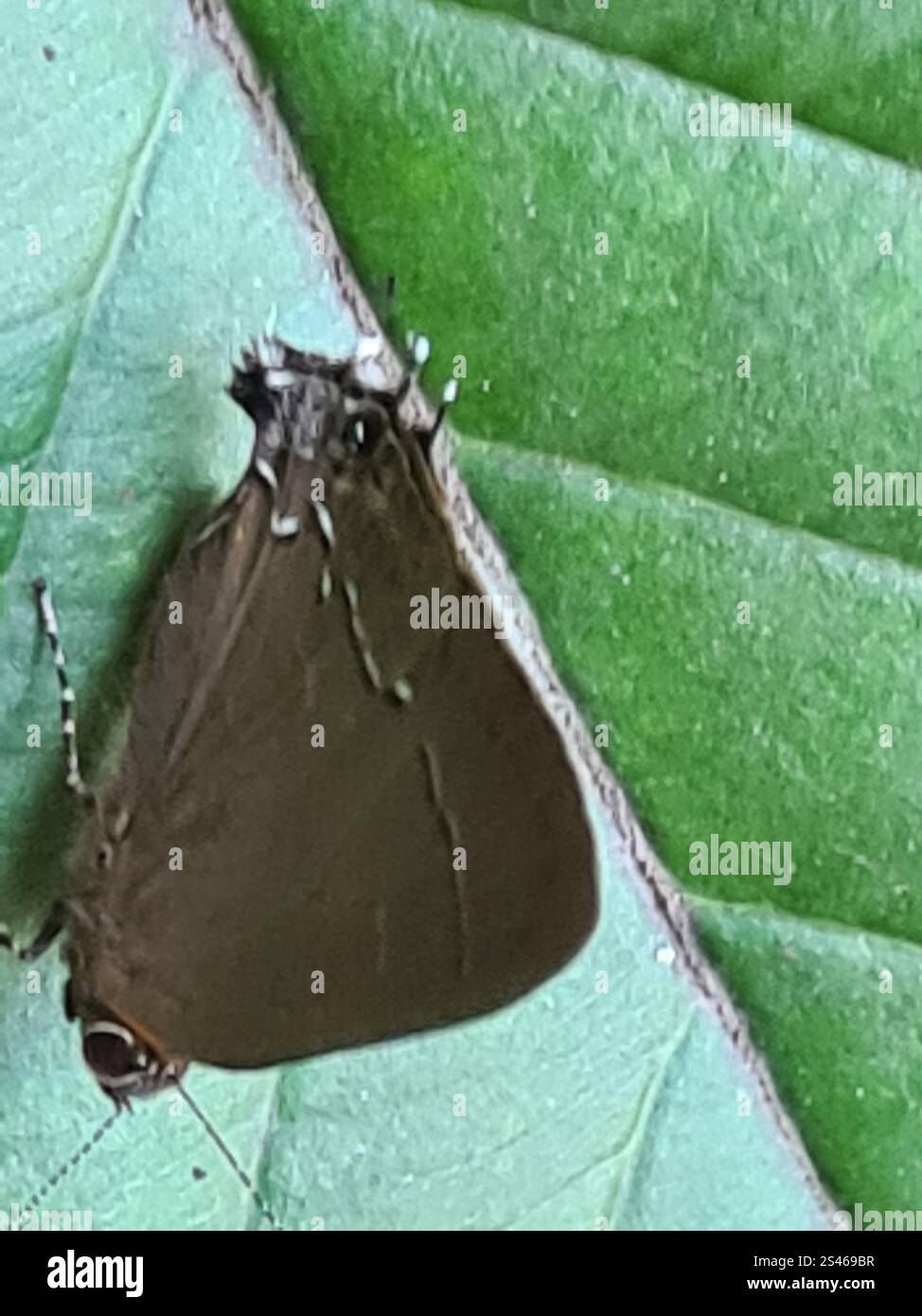 Common Groundstreak (Ziegleria hesperitis Stock Photo - Alamy