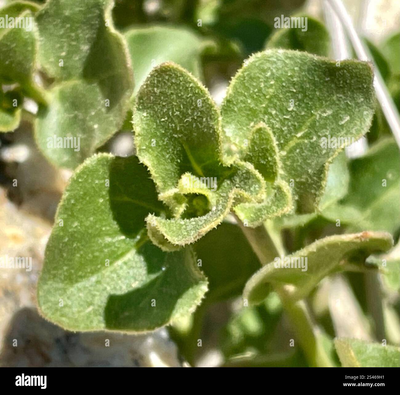 Wishbone Bush (Mirabilis laevis Stock Photo - Alamy