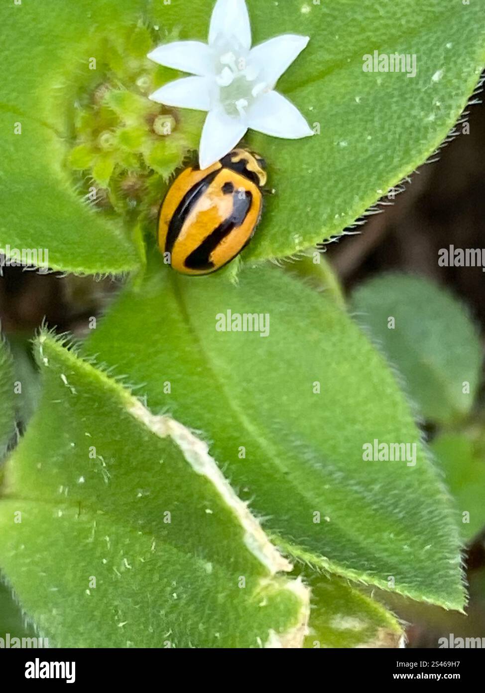 Striped Ladybird (Micraspis frenata Stock Photo - Alamy