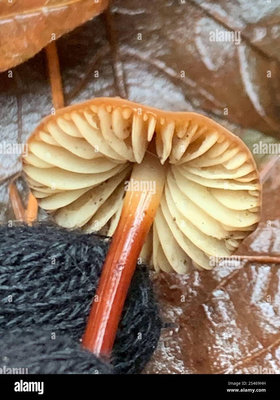 red pinwheel (Marasmius plicatulus Stock Photo - Alamy