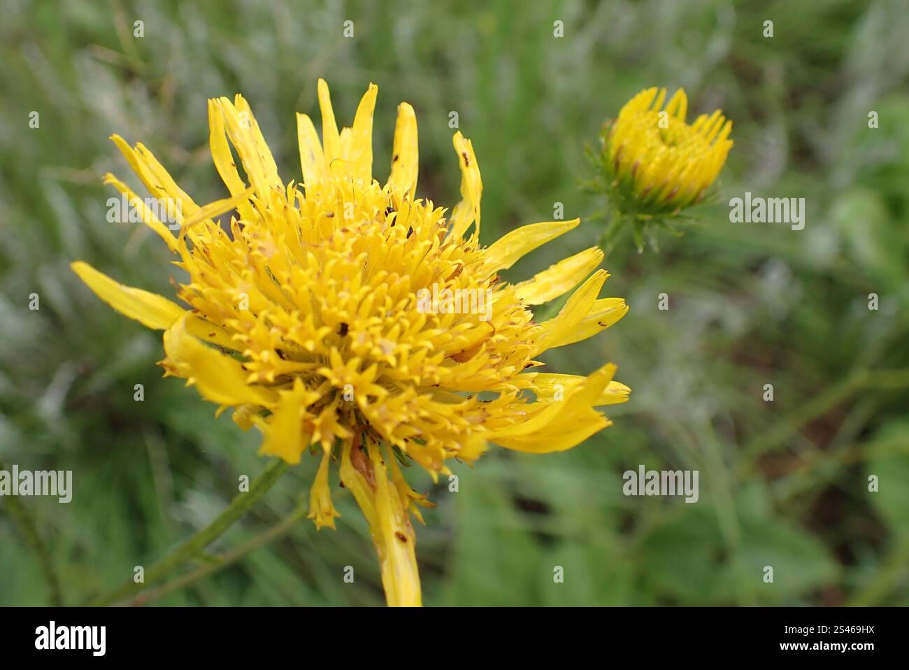 Bristle African Thistle (Berkheya setifera Stock Photo - Alamy
