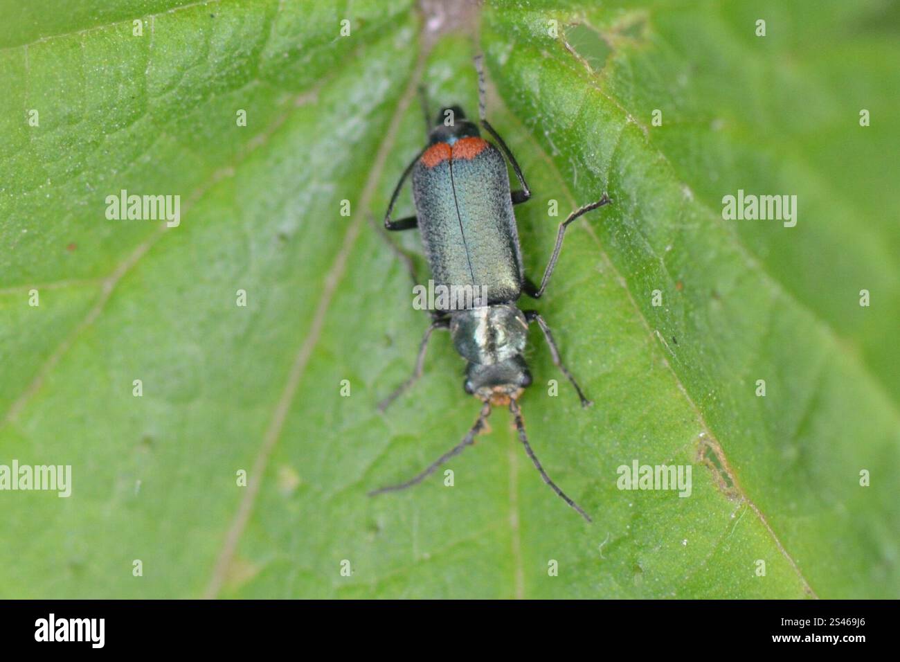 Common Malachite-beetle (Malachius bipustulatus Stock Photo - Alamy