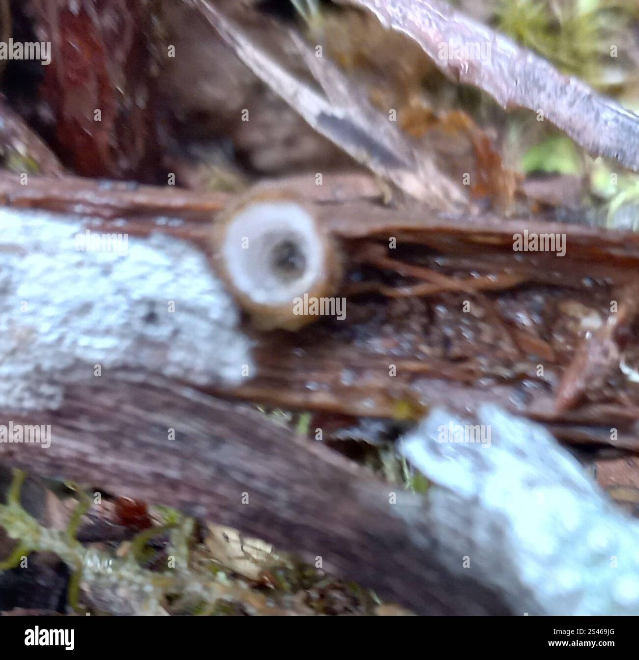 bird's nest fungi (Nidulariaceae Stock Photo - Alamy