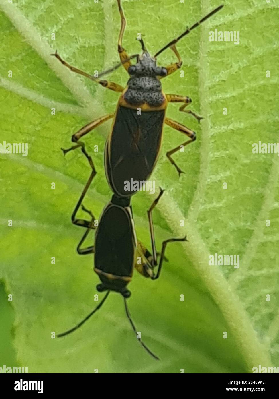 True Bugs (Heteroptera Stock Photo - Alamy