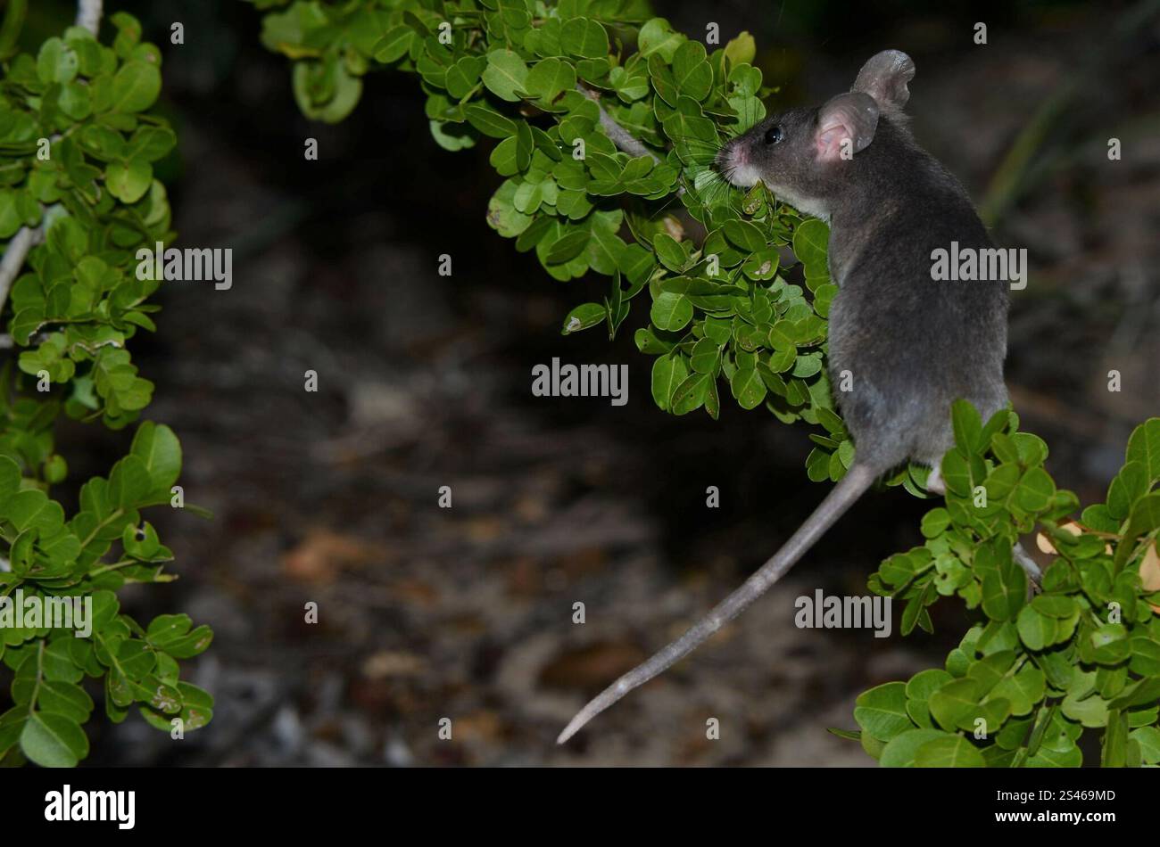 Long-tailed Pouched Rat (Beamys hindei Stock Photo - Alamy