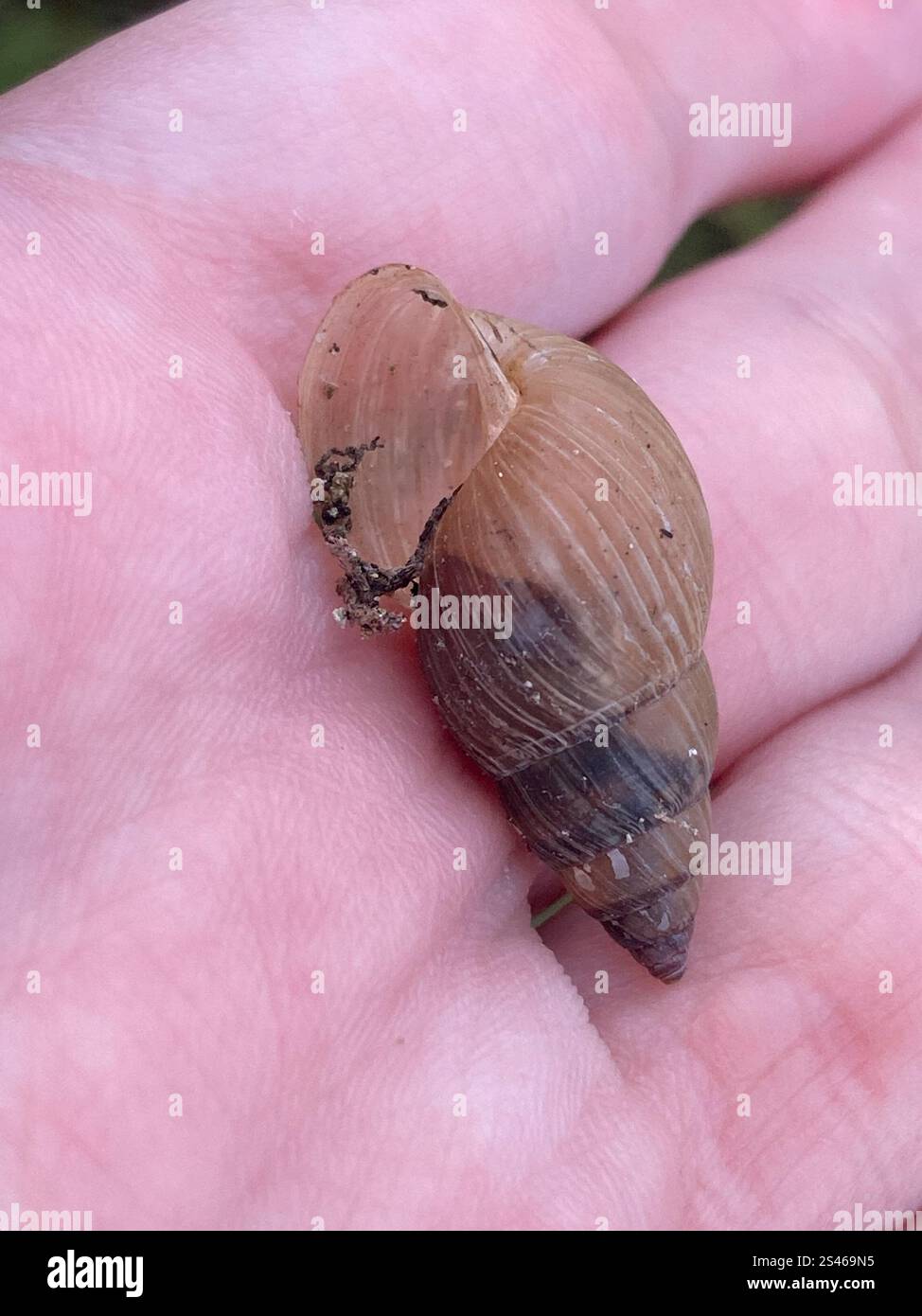 Ghost Bulimulus (Bulimulus bonariensis Stock Photo - Alamy