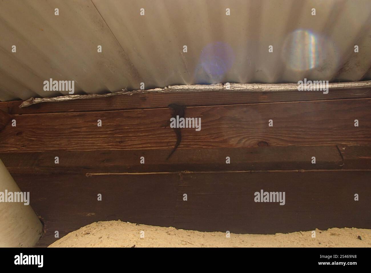 Black Rock Skink (Egernia saxatilis Stock Photo - Alamy