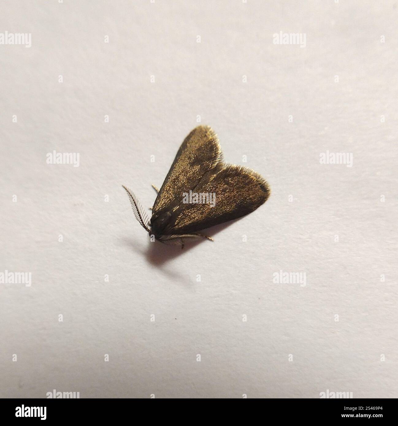 Common Bagworm Moth (Psyche casta Stock Photo - Alamy