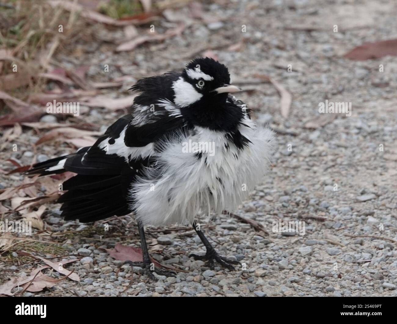 Magpie-lark (Grallina cyanoleuca Stock Photo - Alamy