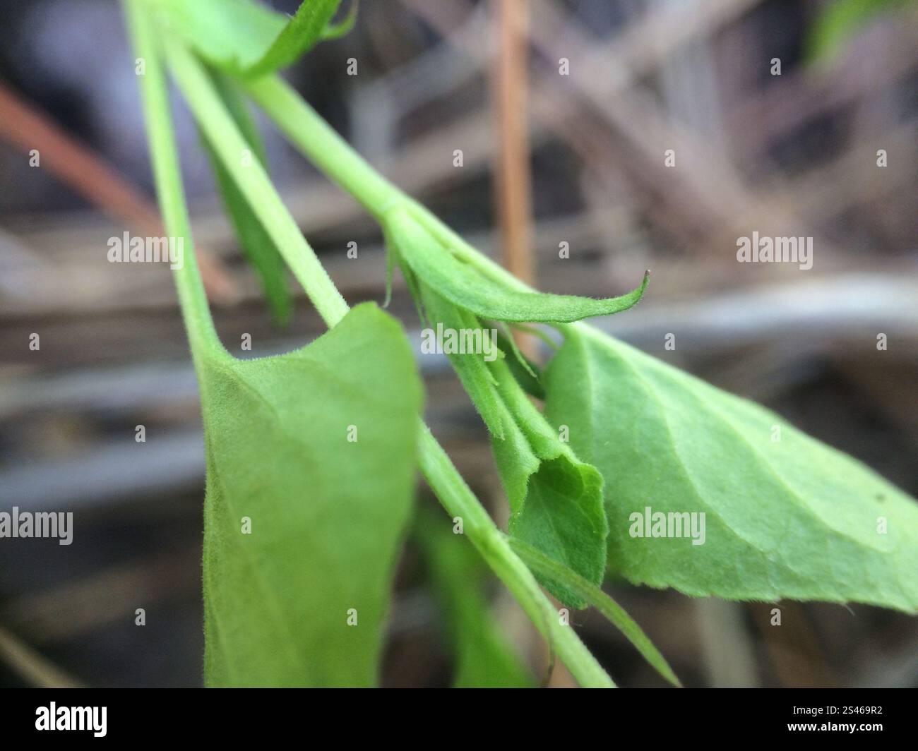 hookedspur violet (Viola adunca Stock Photo - Alamy