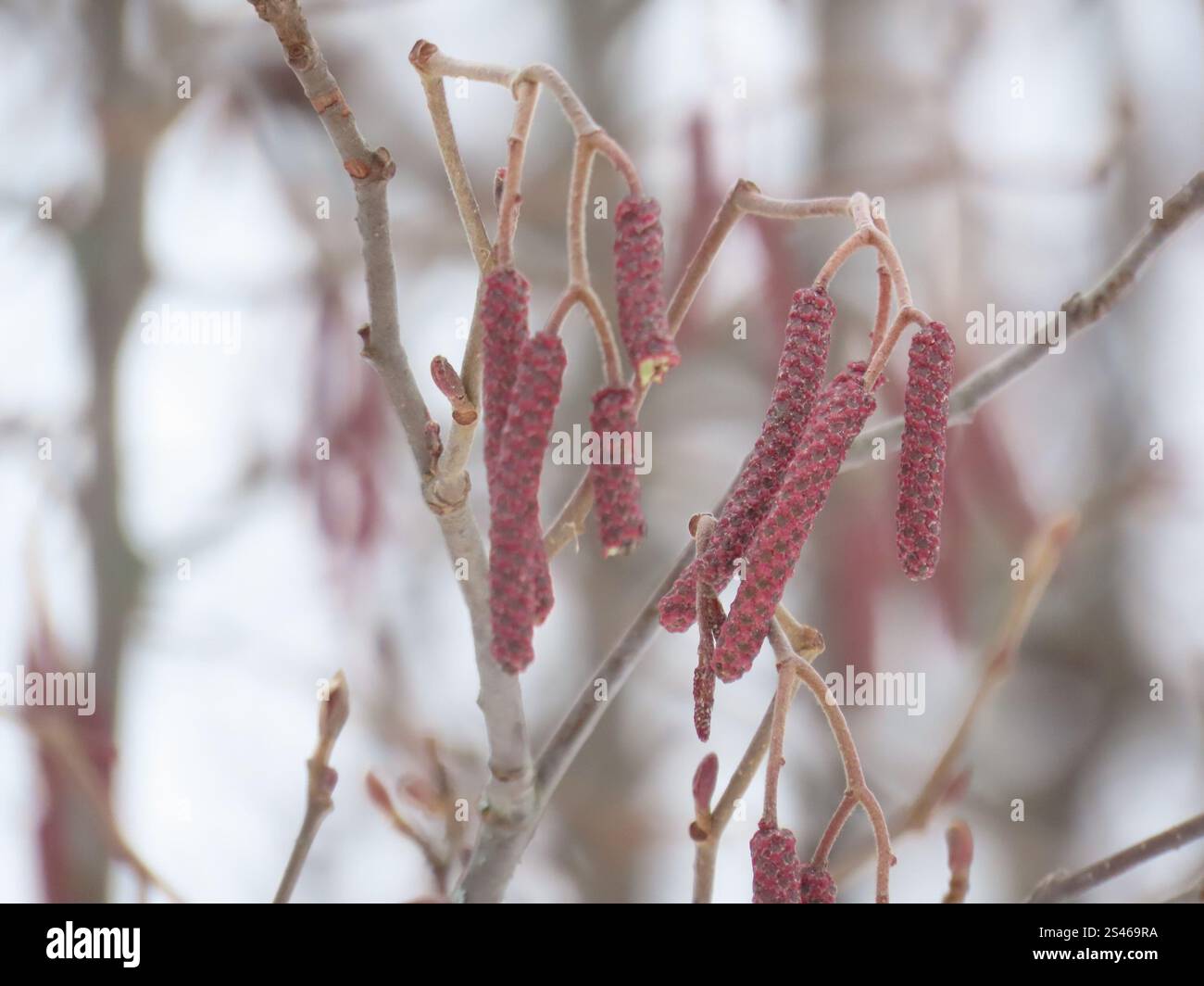 swamp alder (Alnus incana rugosa Stock Photo - Alamy