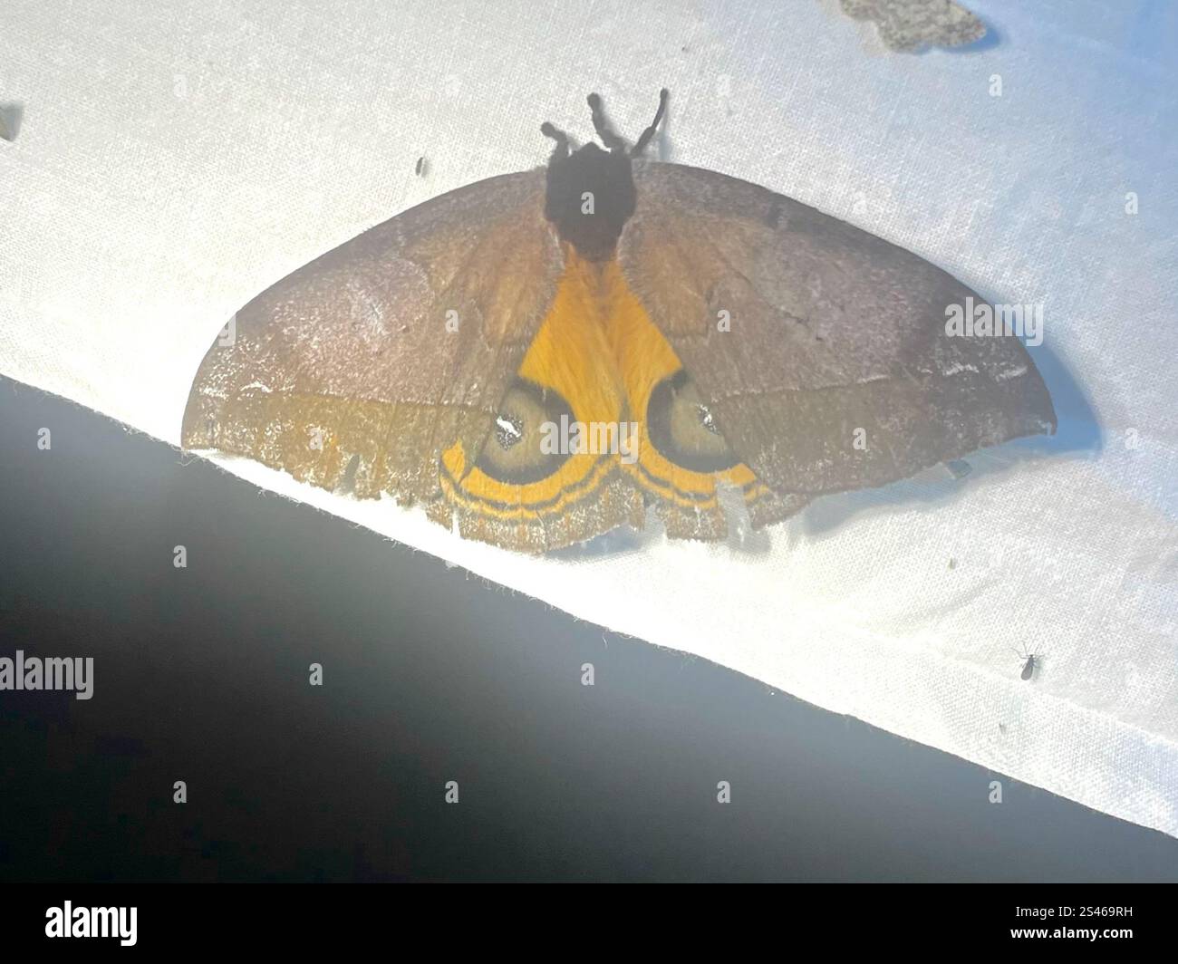 Automeris argentifera hi-res stock photography and images - Alamy