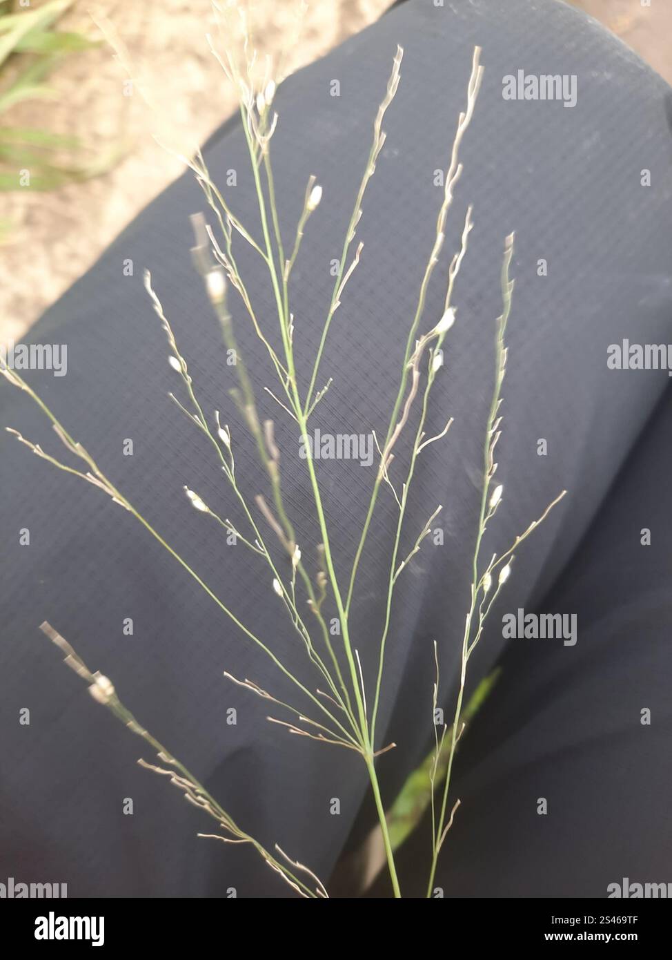 guinea grass (Megathyrsus maximus Stock Photo - Alamy