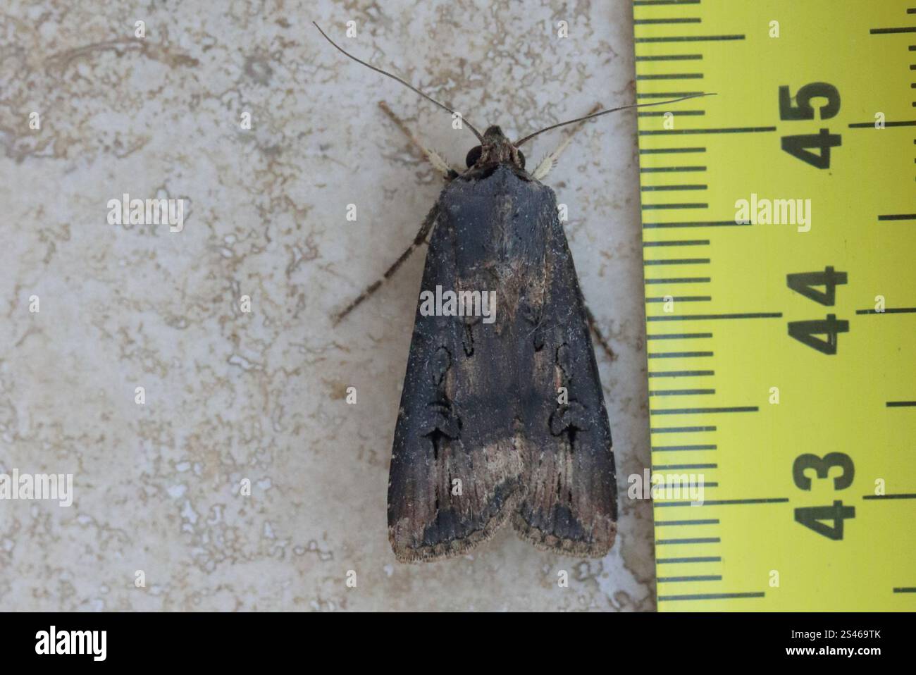 Ipsilon Dart Moth (Agrotis ipsilon Stock Photo - Alamy