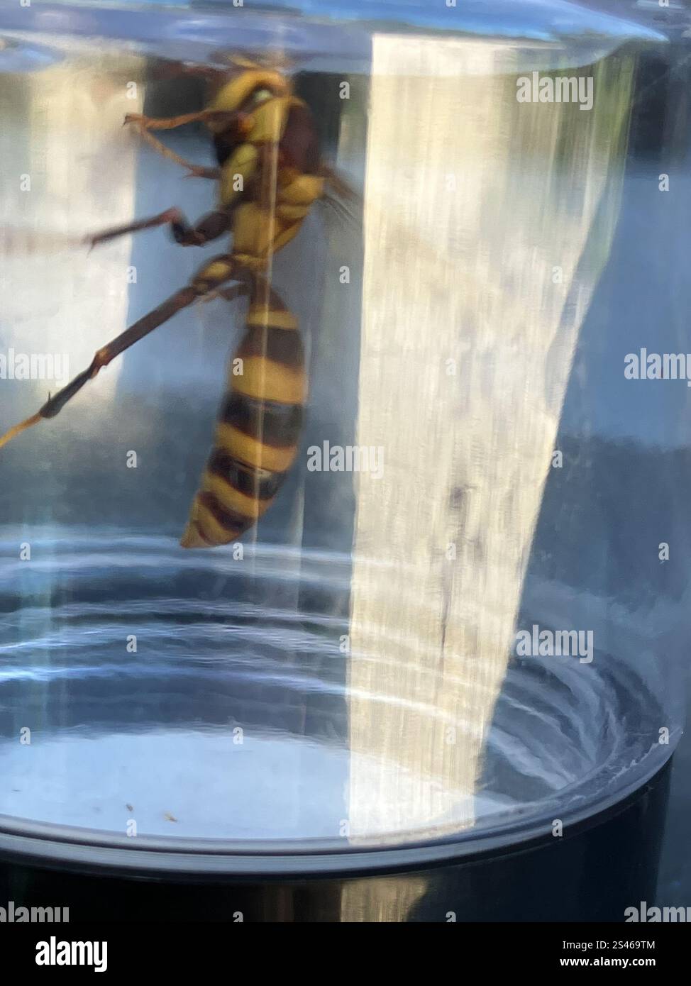 Horse Paper Wasp (Polistes major Stock Photo - Alamy