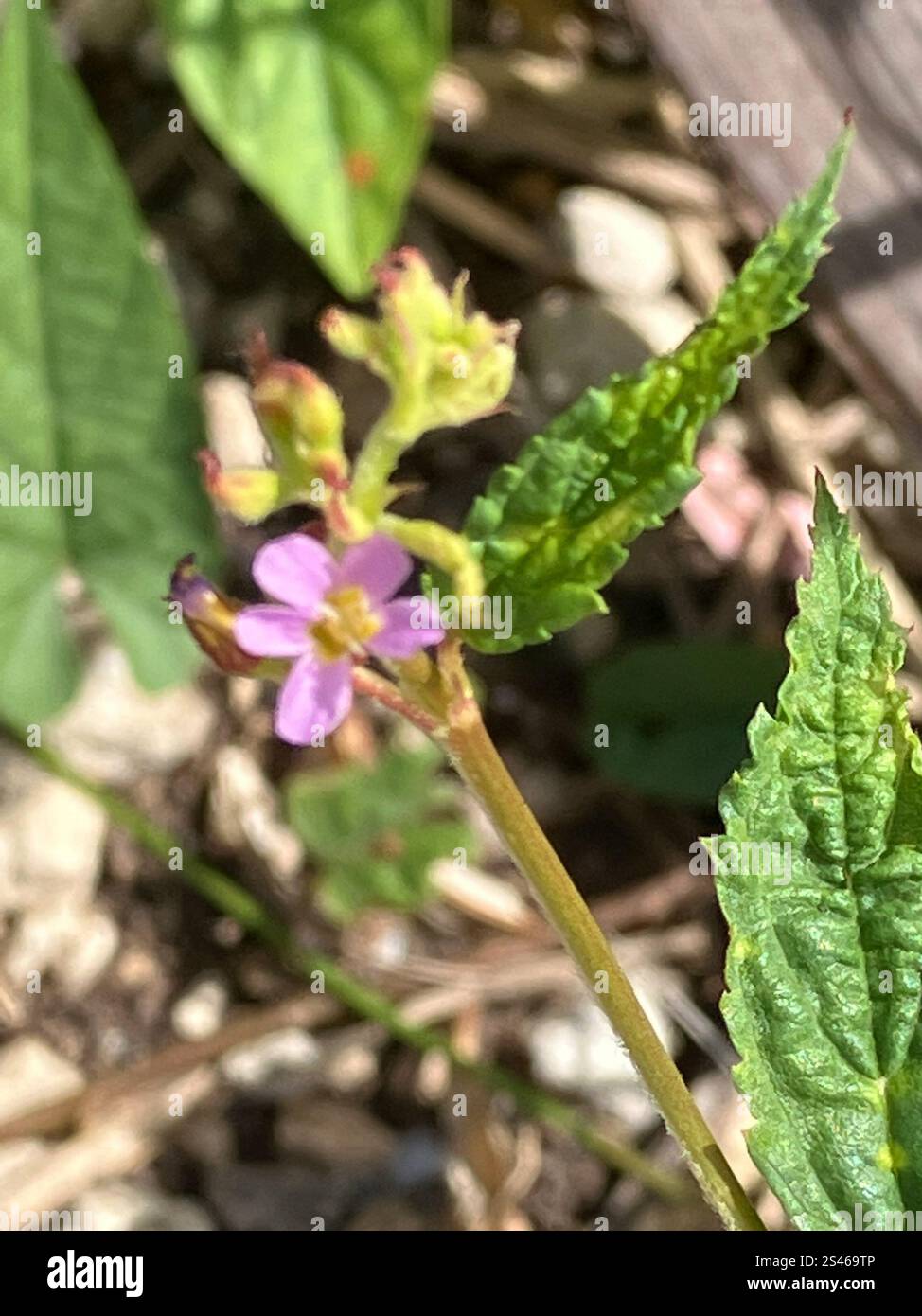 Pyramid Flower (Melochia pyramidata Stock Photo - Alamy