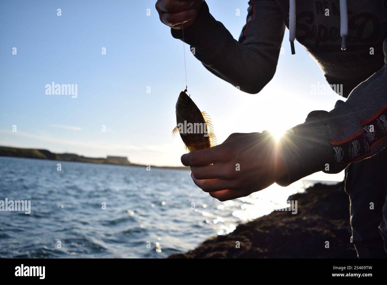 Corkwing Wrasse (Symphodus melops Stock Photo - Alamy