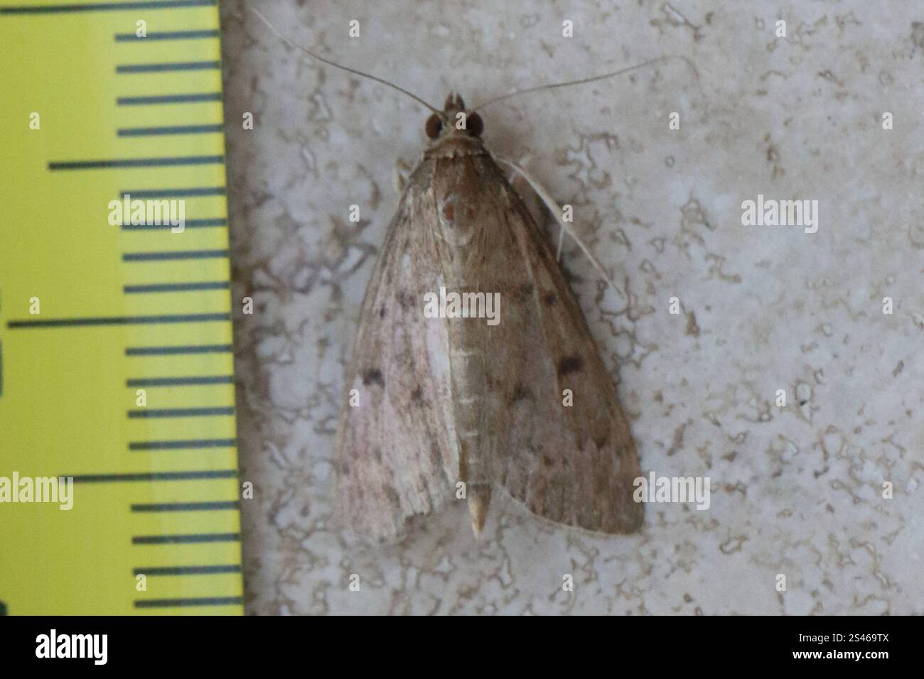 Grass Webworm Moth (Herpetogramma licarsisalis Stock Photo - Alamy