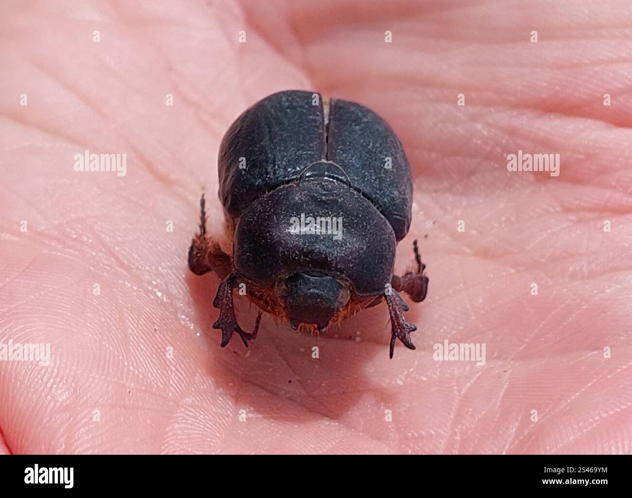 Large Sand Scarab (Pericoptus truncatus Stock Photo - Alamy
