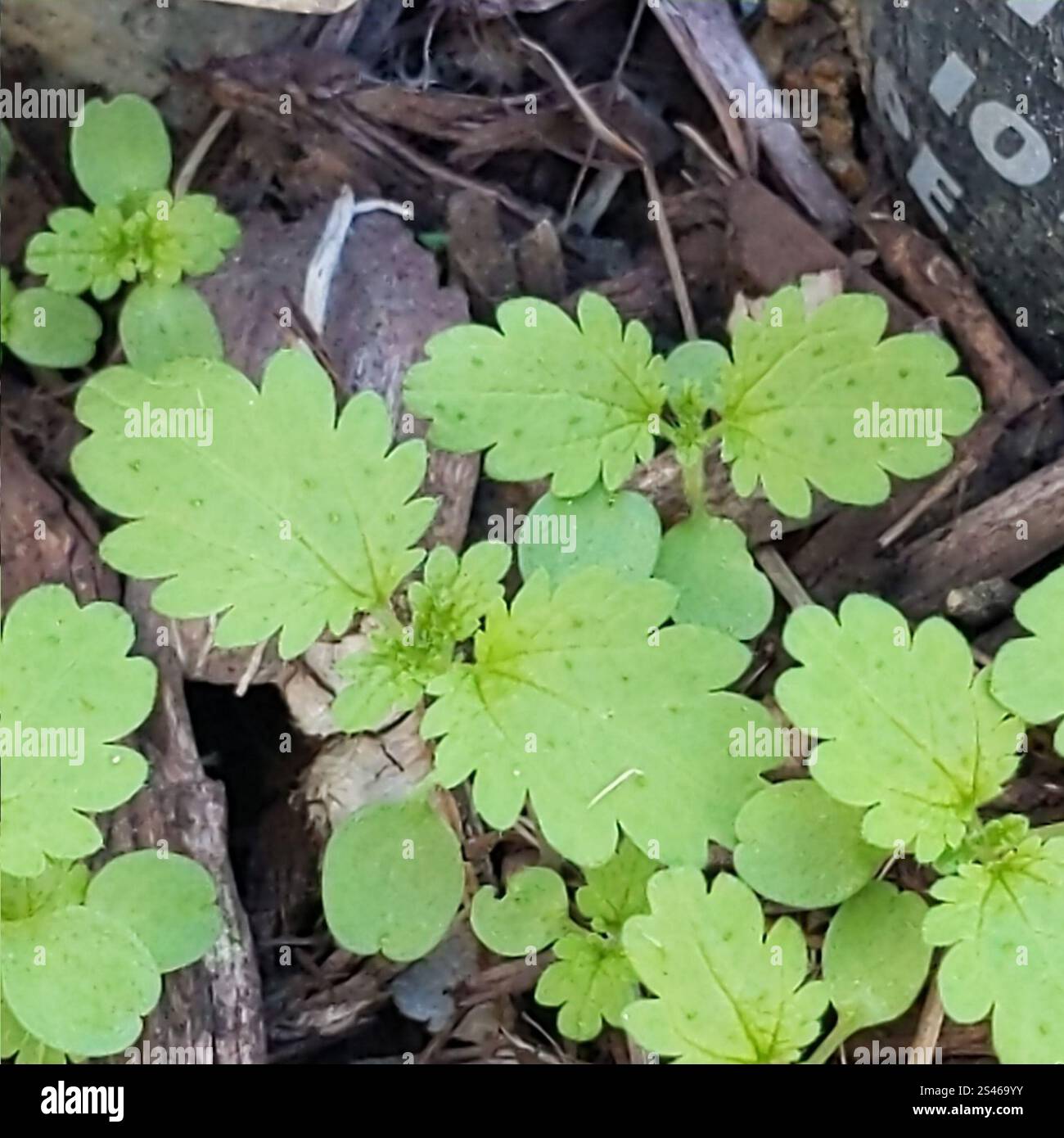 Dwarf Nettle (Urtica urens Stock Photo - Alamy
